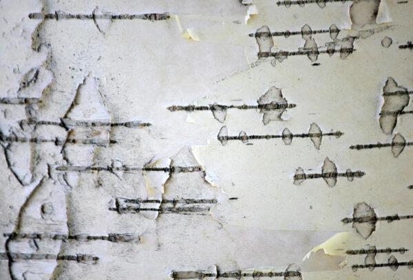 The Fabulist Words & Art > Fables, Yarns, Tales & Glimpses