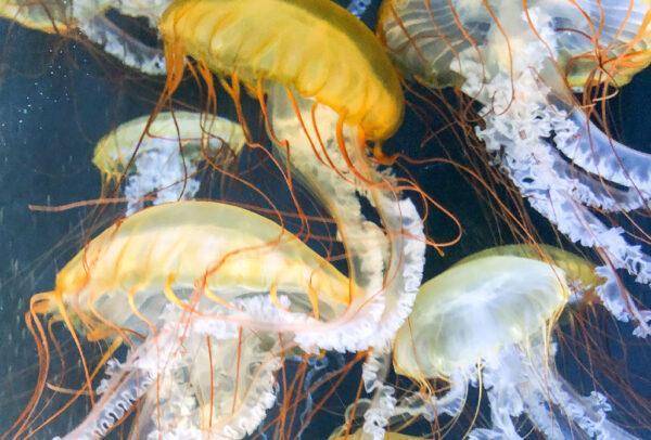 Blackout > The Fabulist Words & Art