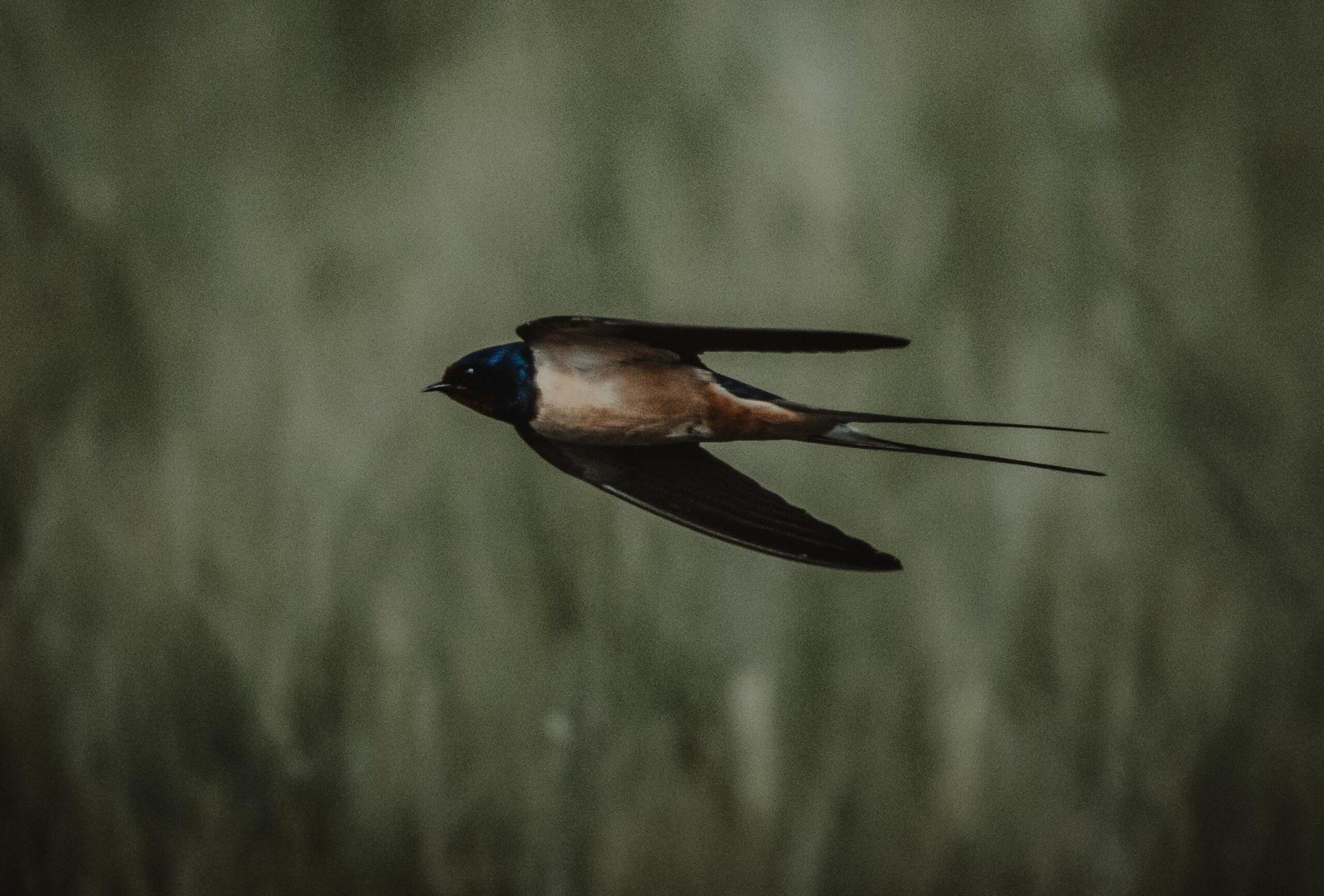 Spring Flight > The Fabulist Words & Art